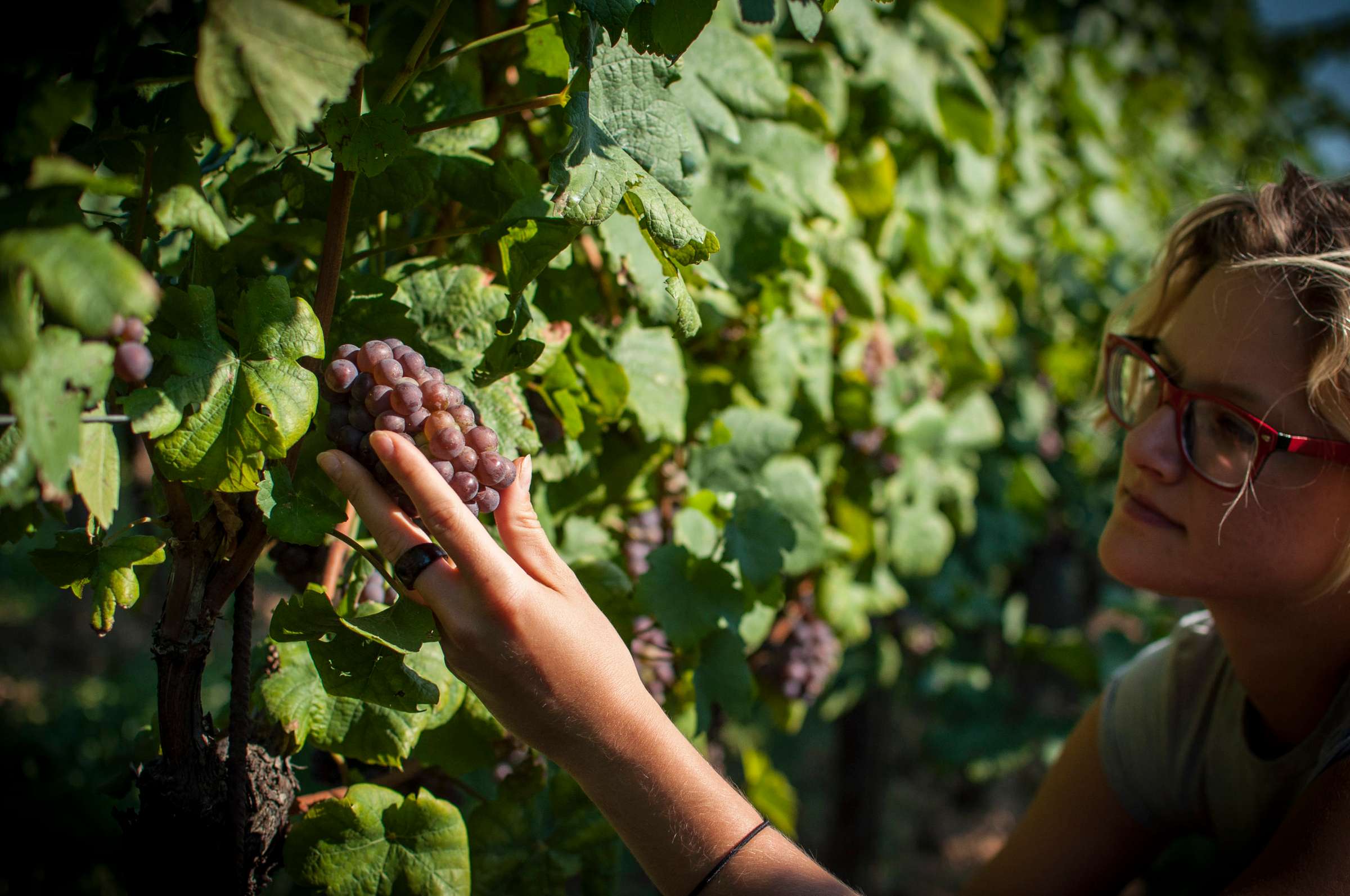 Scarbolo - Winery in Friuli | Winetourism.com