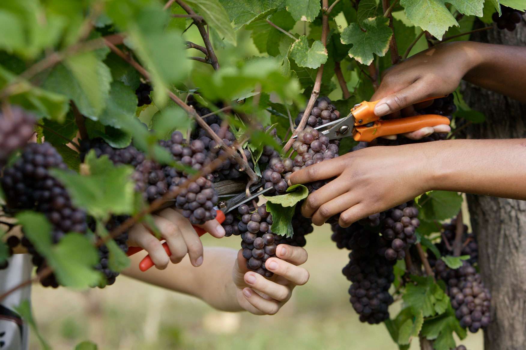 Scarbolo - Winery in Friuli | Winetourism.com