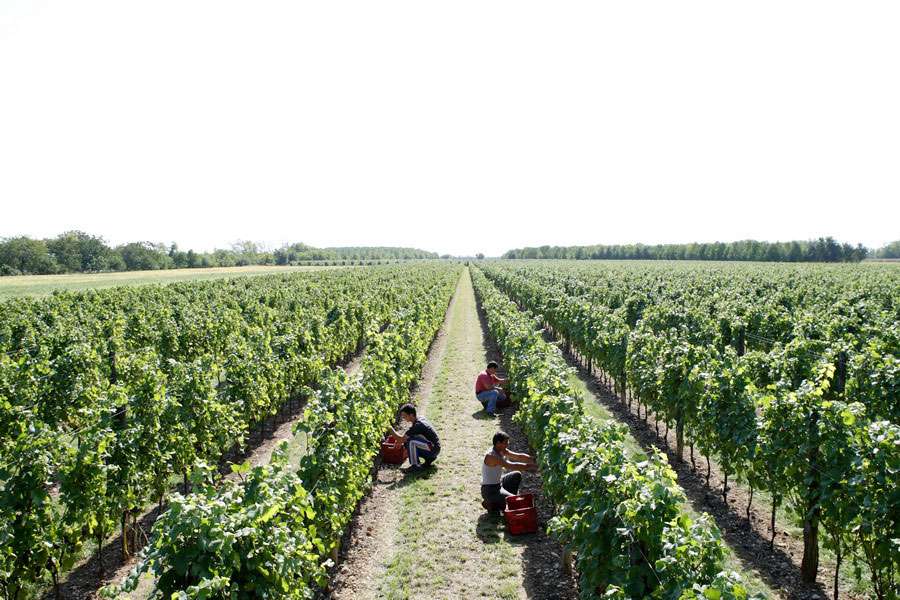 Scarbolo - Winery in Friuli | Winetourism.com