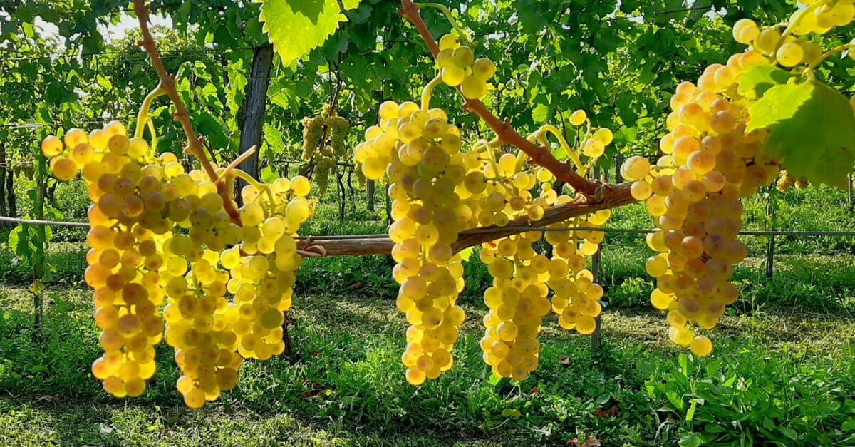 Interesting facts about Albariño | WineTourism.com