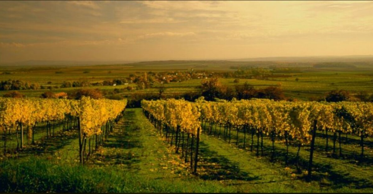 Weingut Bannert - Wine tasting & tour | Winetourism.com