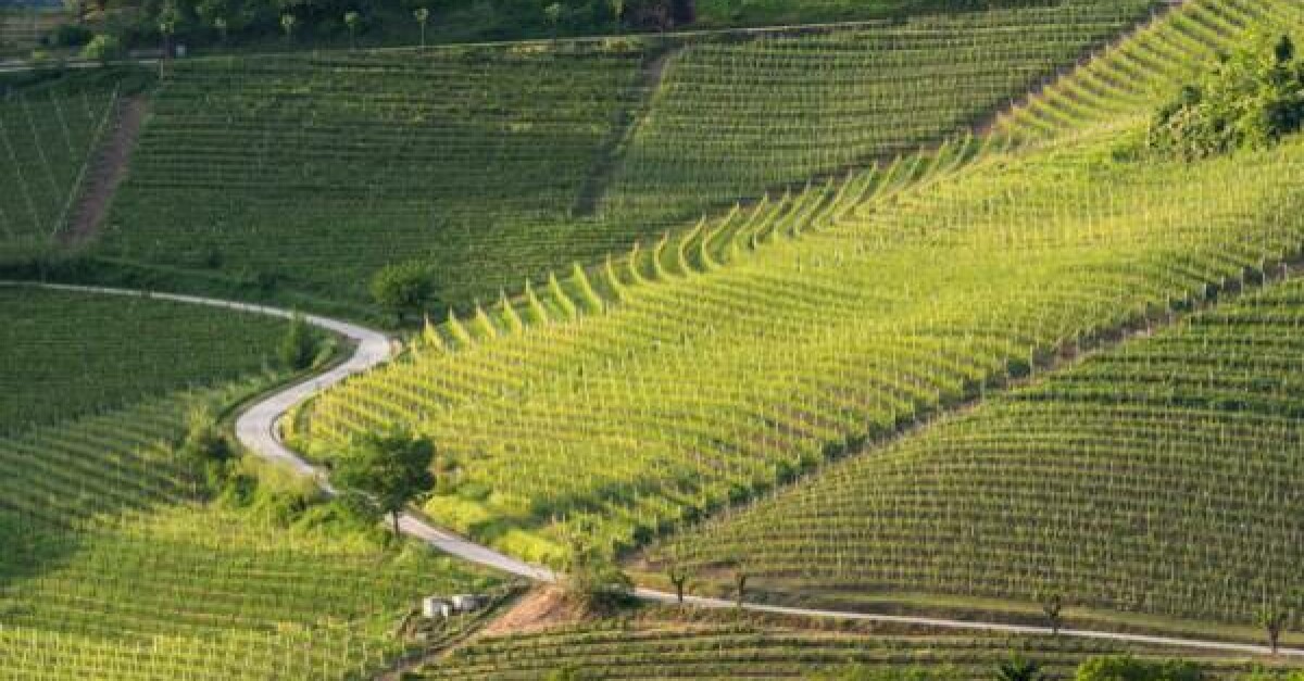 Erbaluce di Caluso 2026: Piedmont's Wine Guide | WineTourism.com