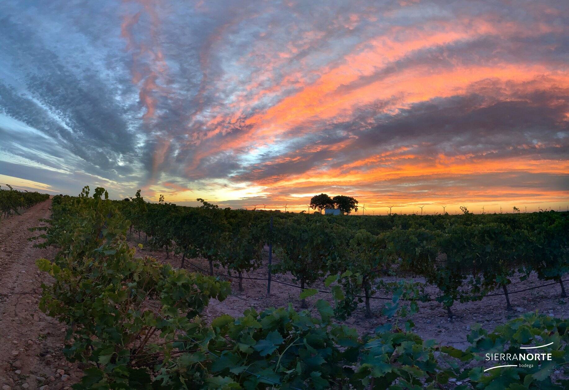 Sierra Norte - Calderon Experience in Valencia | Winetourism.com