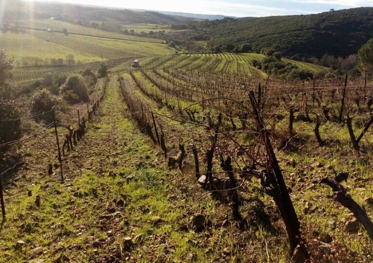 Faugères - Wine Region in Languedoc-Roussillon, France | Winetourism.com