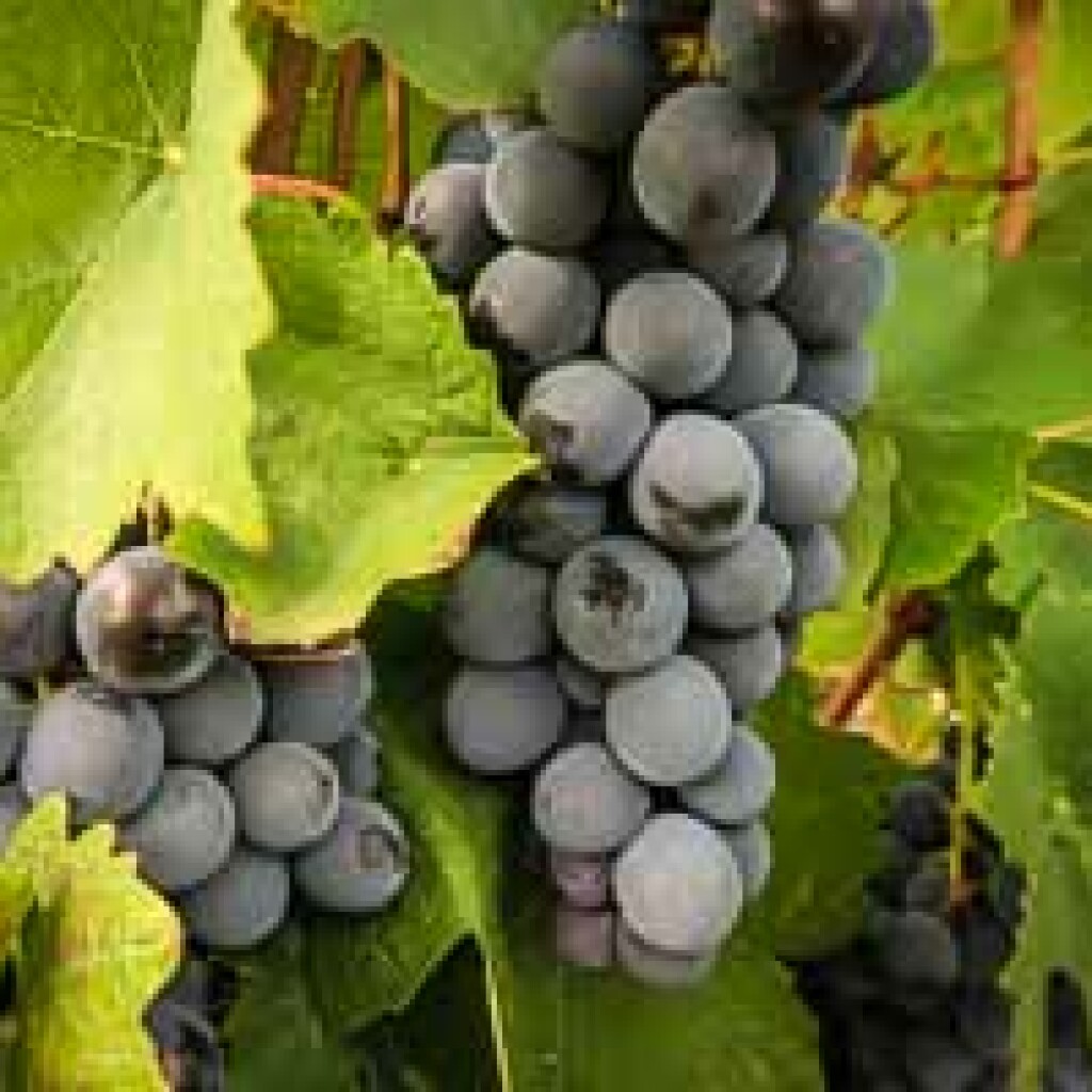 Wine Tasting & Vineyard Tour at Rio del Lupo, Barolo | Winetourism.com