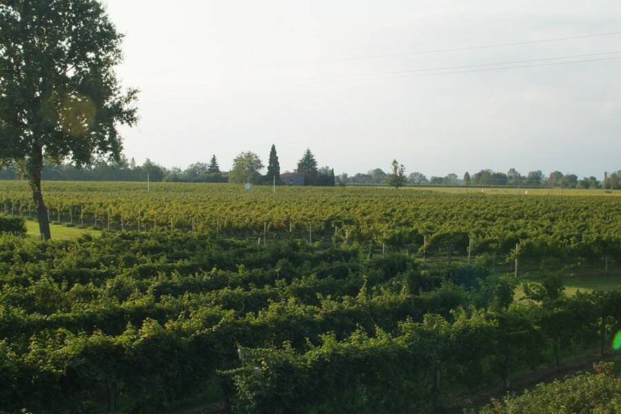 Le Carline - Wine Tasting | Winetourism.com