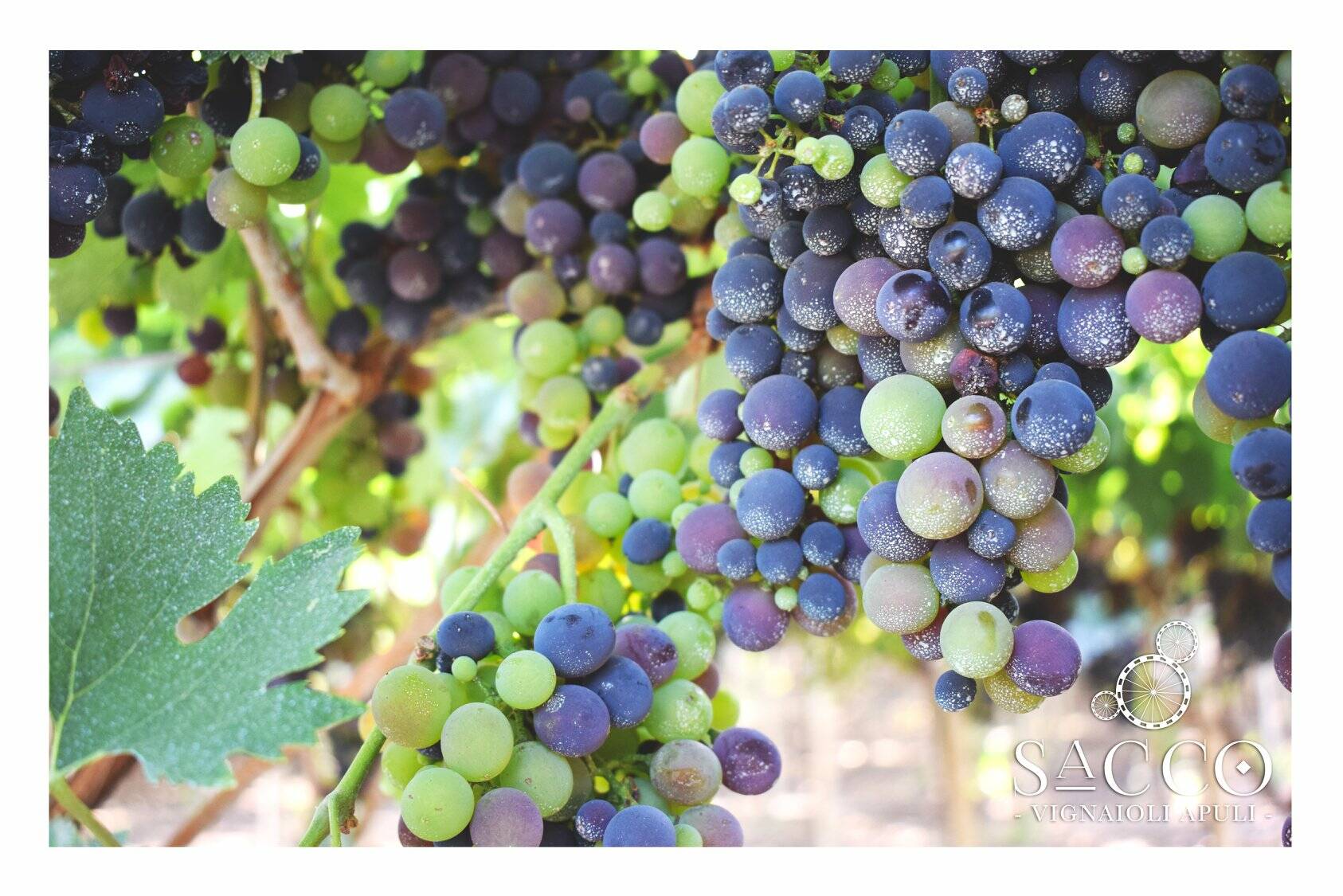 Sacco Vignaioli Apuli - Degustazione e tour di vini premium ...