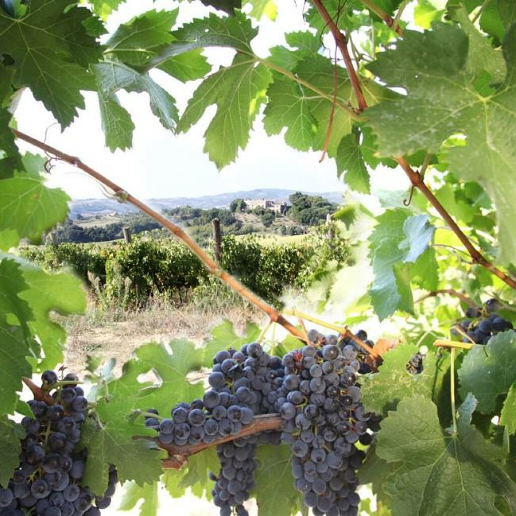 Tenuta Aliani - Wine Premium Tasting | Winetourism.com