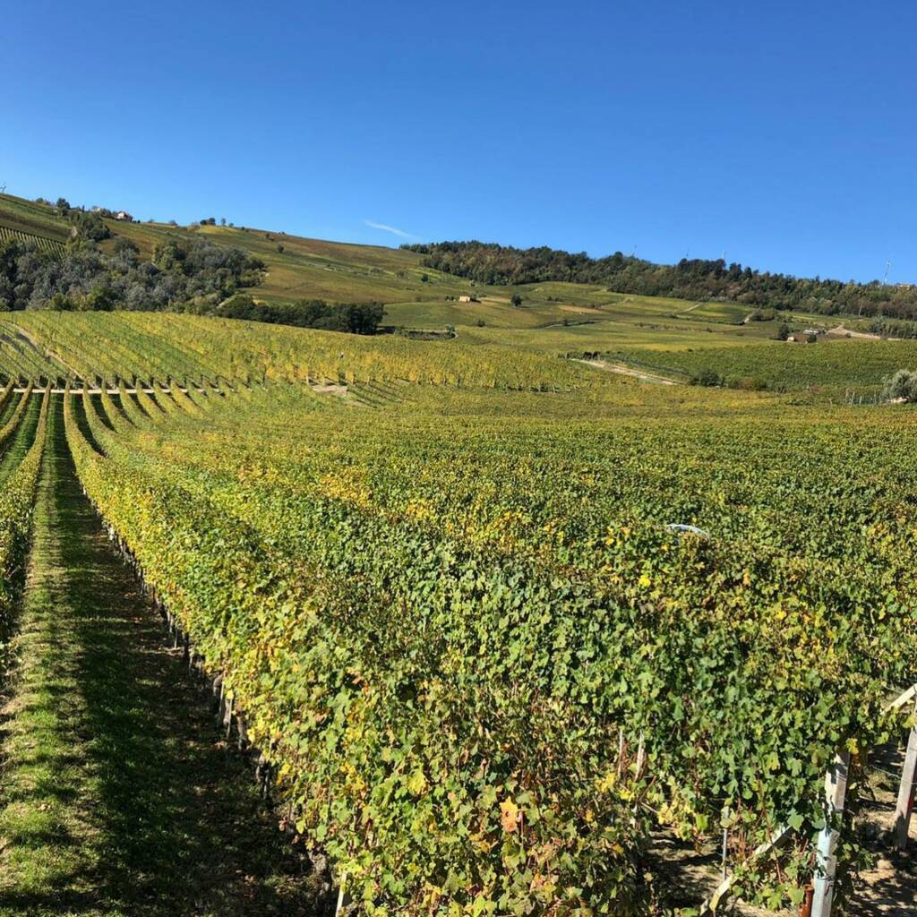 Voerzio Martini - Winery in Piedmont | Winetourism.com