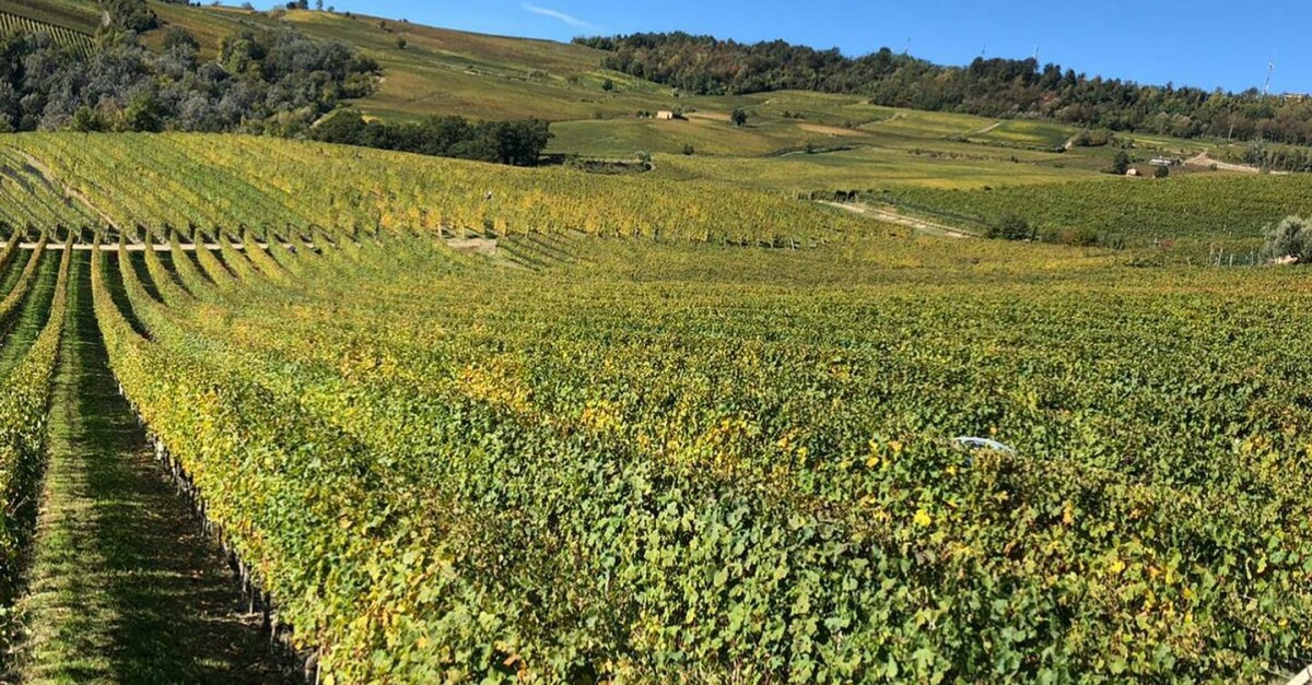 Voerzio Martini - Winery in Piedmont | Winetourism.com