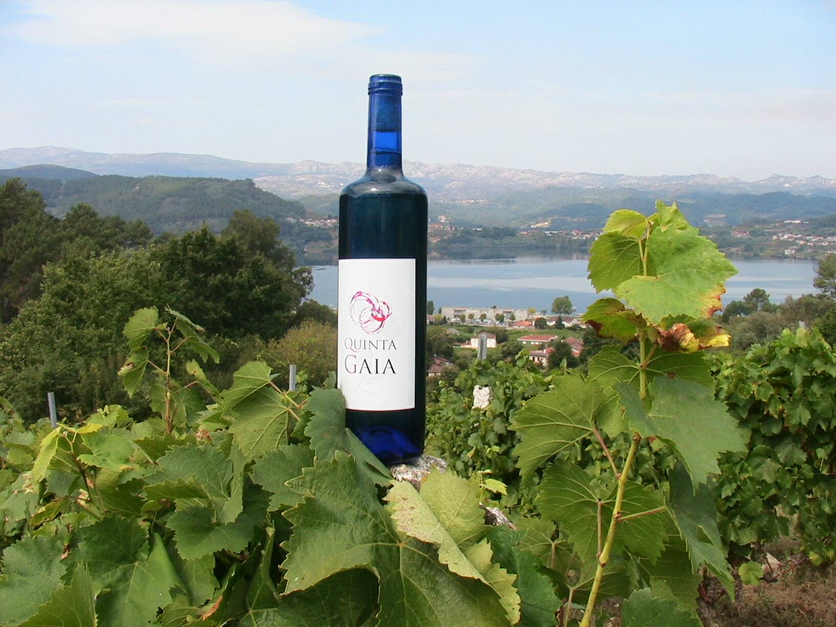 Adega Quinta Gaia - Wine Tasting and Tour| Winetourism.com