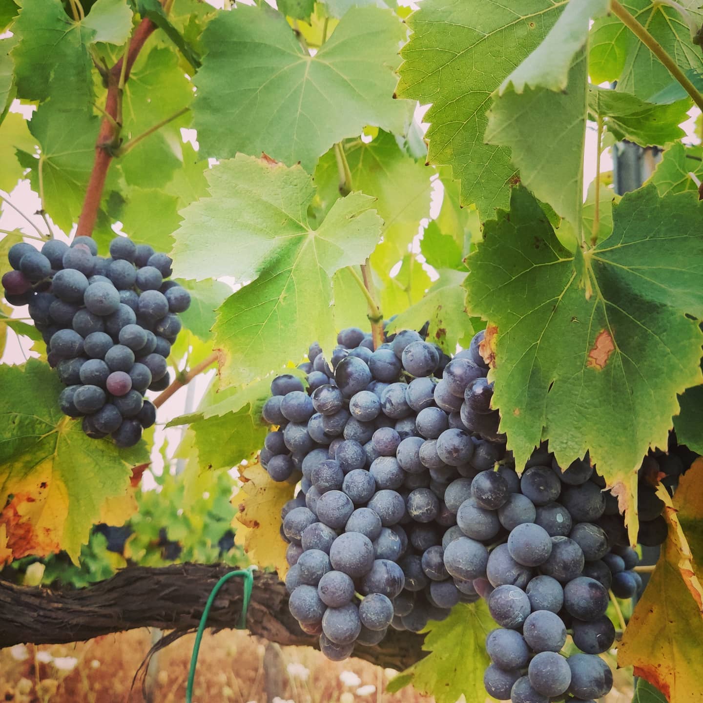 Agricola De Garriguella I Rabos- The Cooperative Garriguella Wine ...