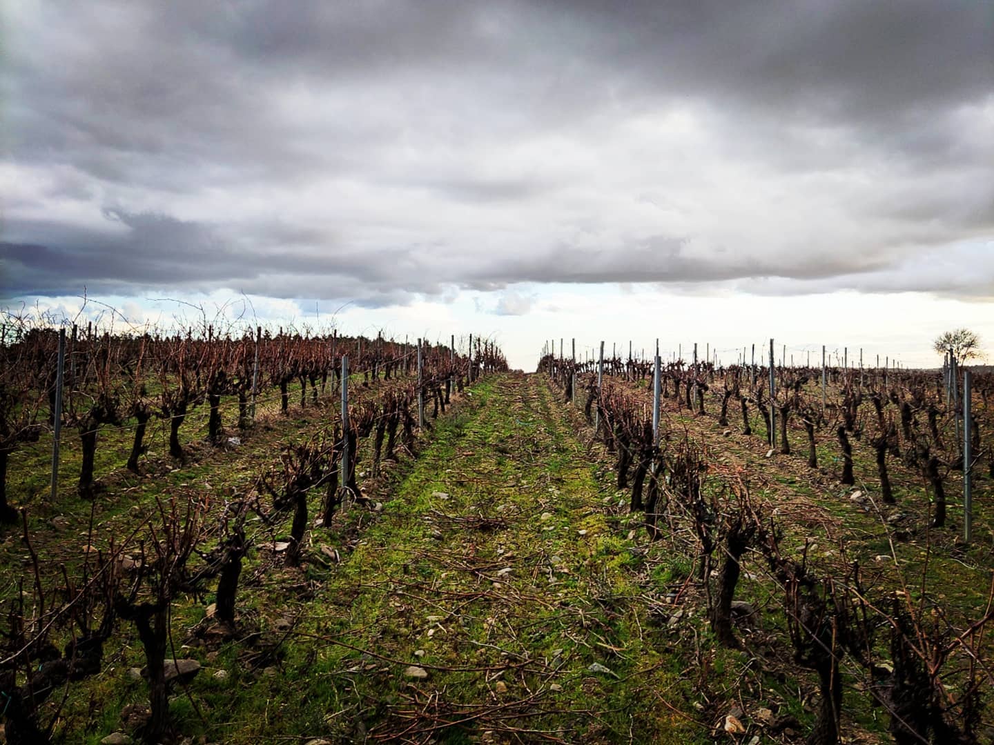 Agricola De Garriguella I Rabos- The Cooperative Garriguella Wine ...