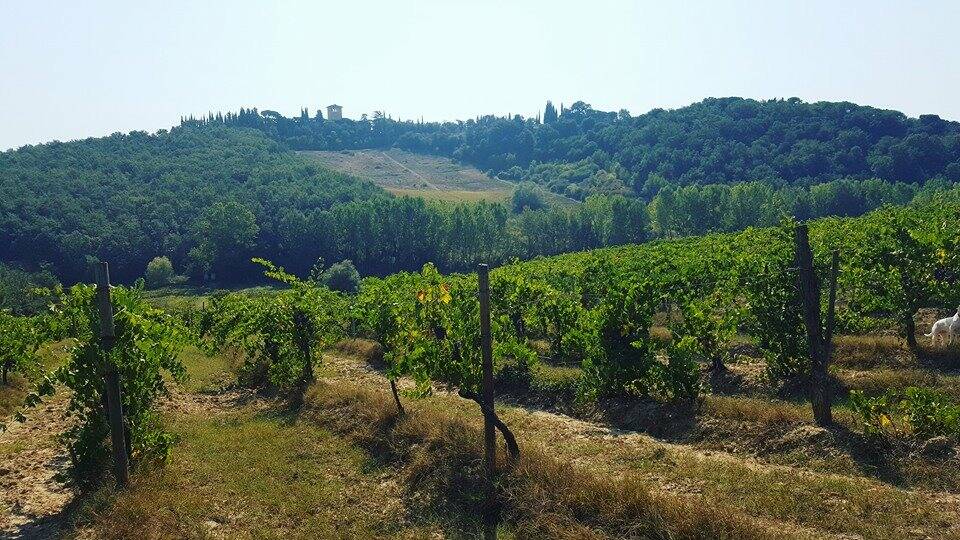 Degustazione Popolare a Guicciardini Strozzi | WineTourism.com