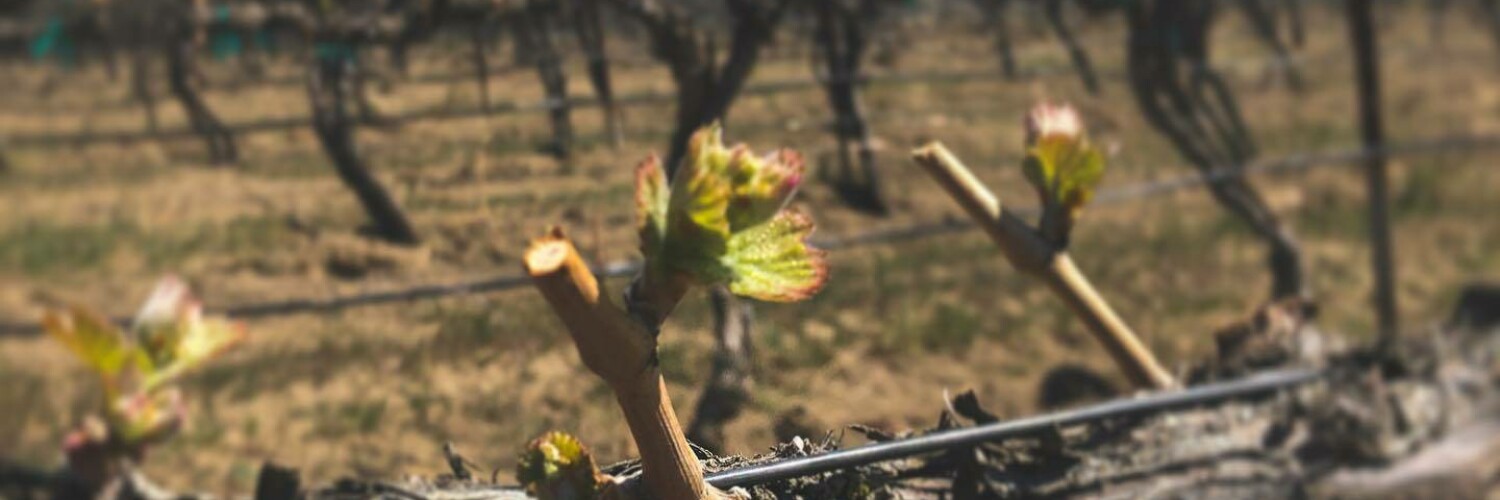 Hedges Family Estate - Winery in Washington | Winetourism.com
