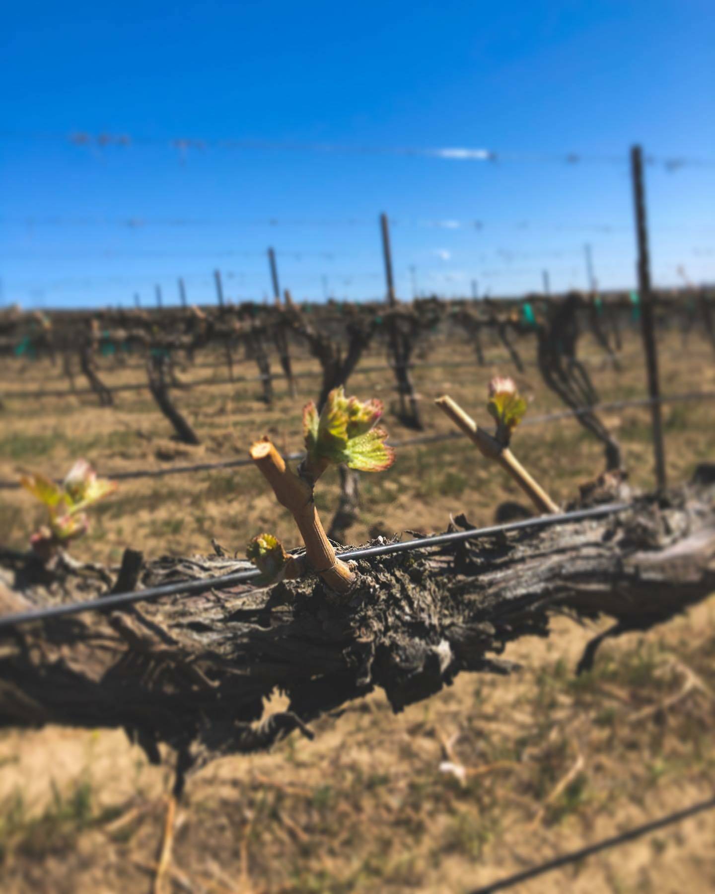 Hedges Family Estate - Visit and Tasting| Winetourism.com