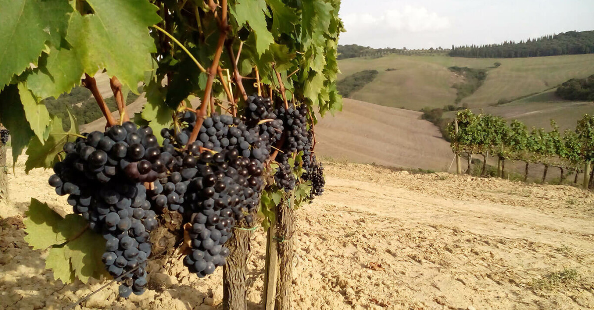 Azienda Agricola Innocenti - Premium Wine Tasting and Tour| Winetourism.com