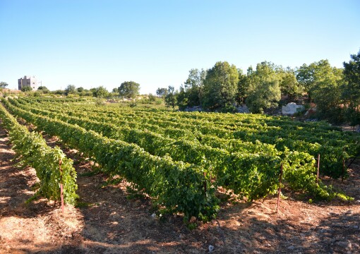 Bekaa Valley Wine Region, Lebanon | Winetourism.com