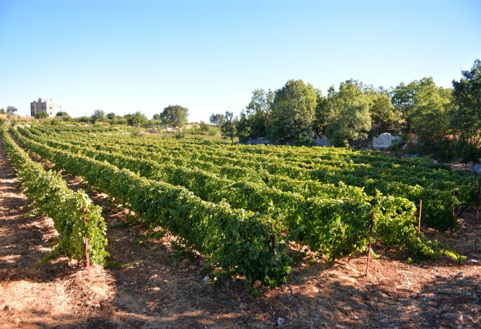 Your 2023 guide to Bekaa Valley wine region | Winetourism.com
