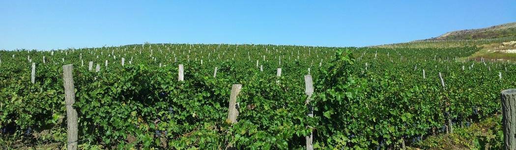 Belogradec -Varna - Five Wine Tasting and Tour at Belogradec -Varna in ...