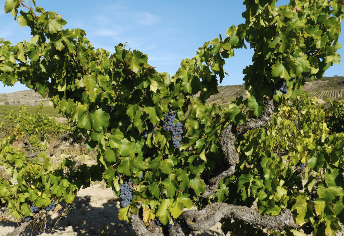 Bodegas Tritium - Winery in Rioja| Winetourism.com