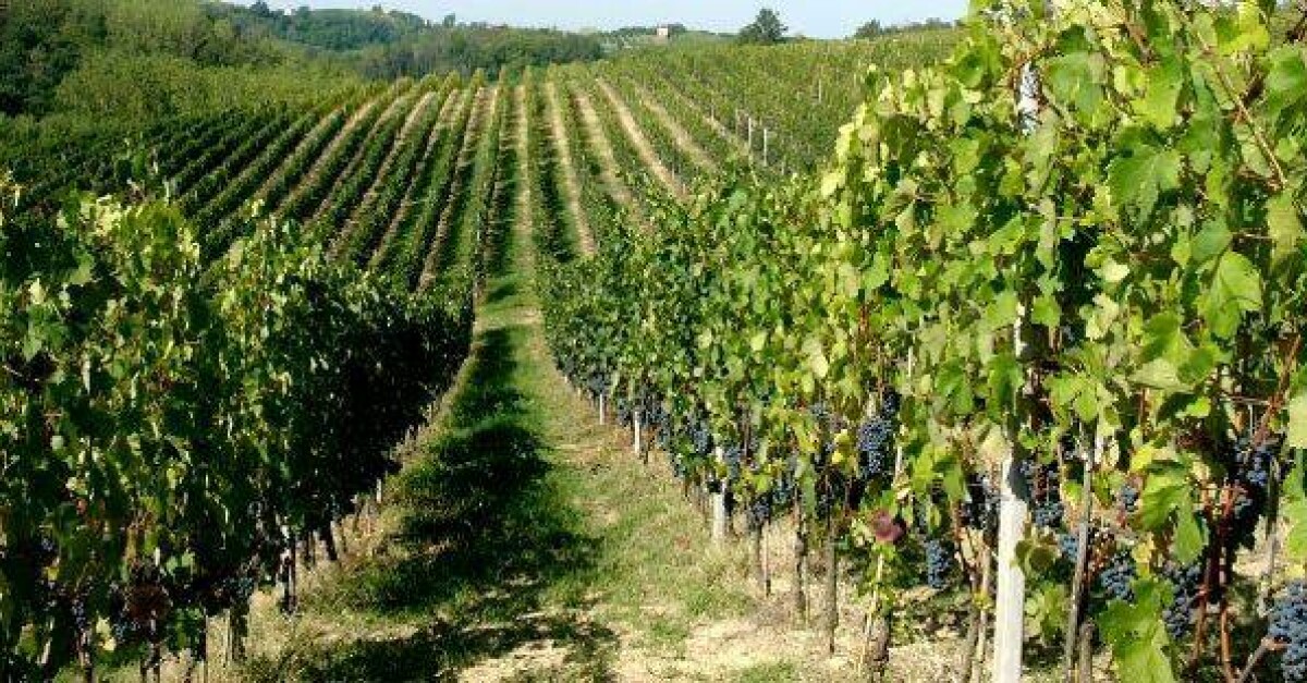 Conero Wine Region 2026: Italy's Premier Reds | WineTourism.com