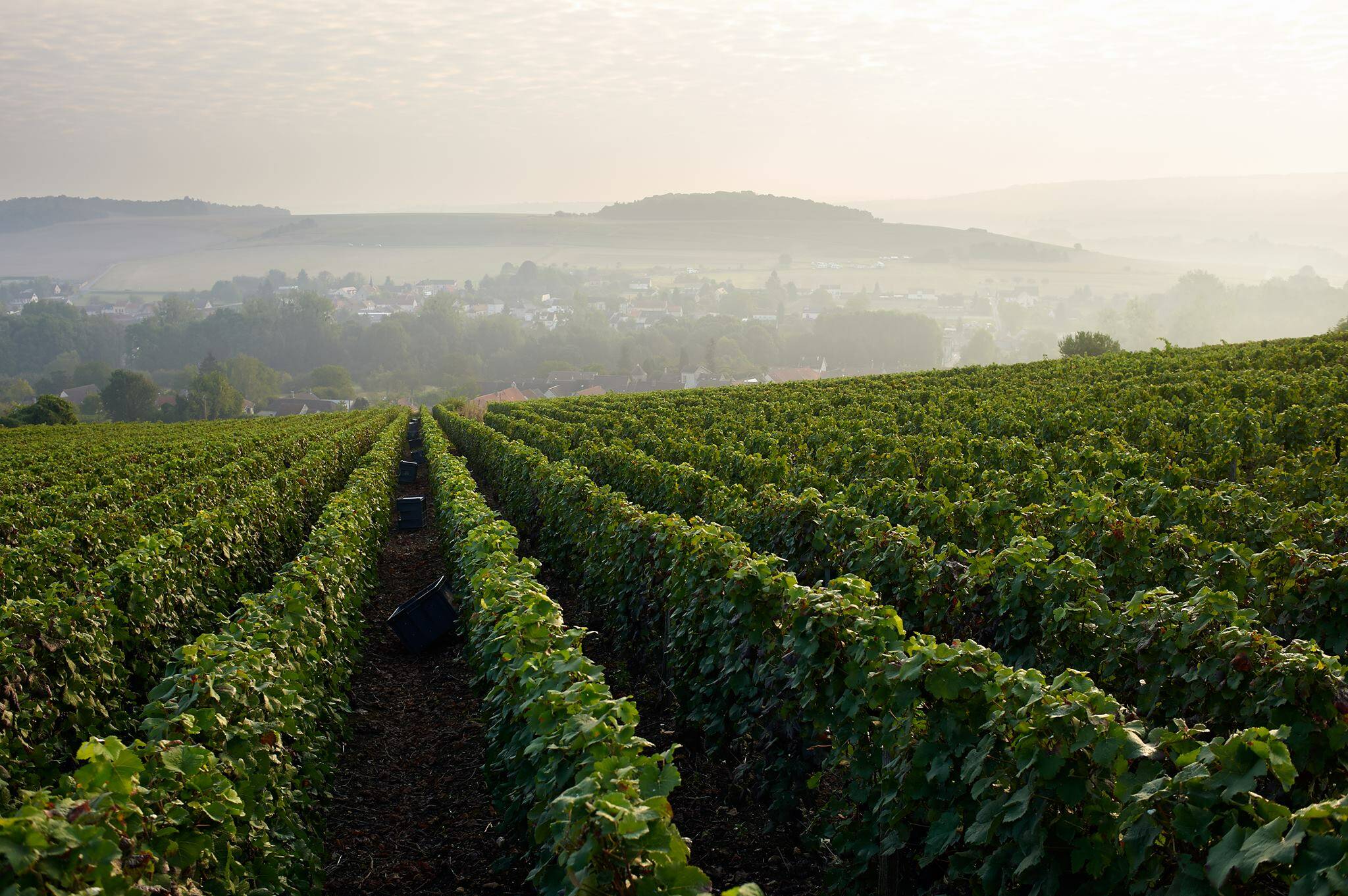 Champagne Laurent Lequart - Garden Tasting in Champagne| Winetourism.com
