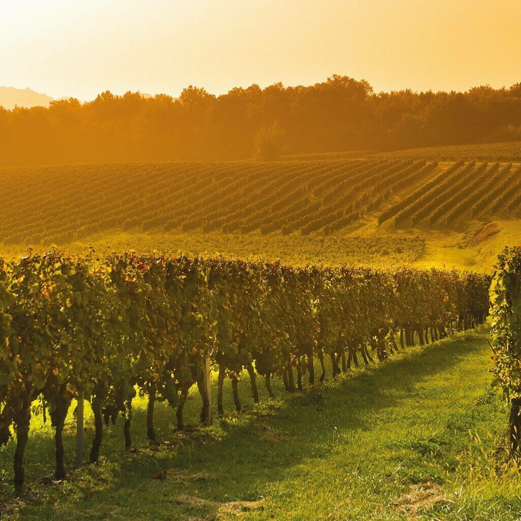 Dee Vine Estate - Winery in New South Wales | Winetourism.com