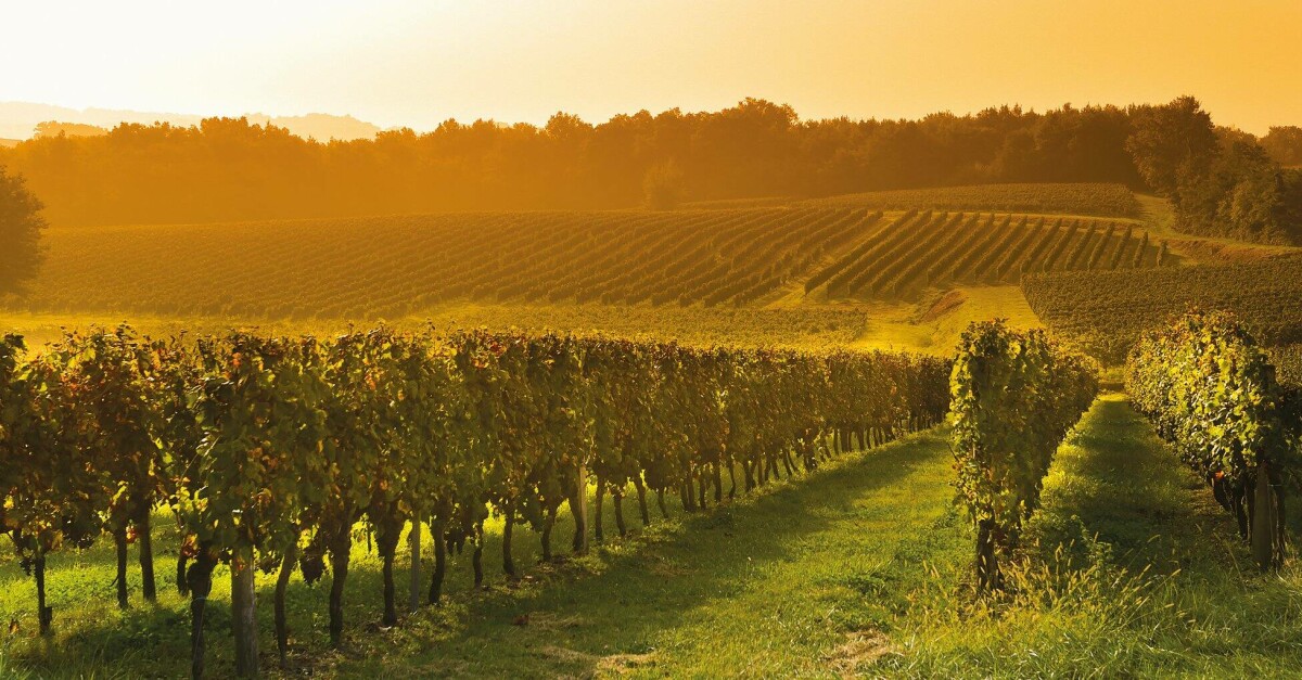 Dee Vine Estate - Winery in New South Wales | Winetourism.com