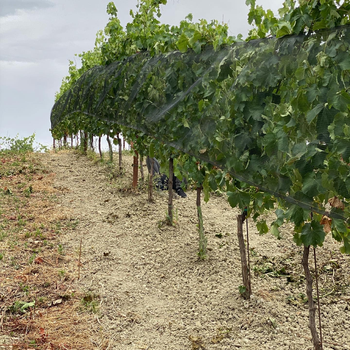 Fattoria Nannì - Tasting and Experiencing| Winetourism.com