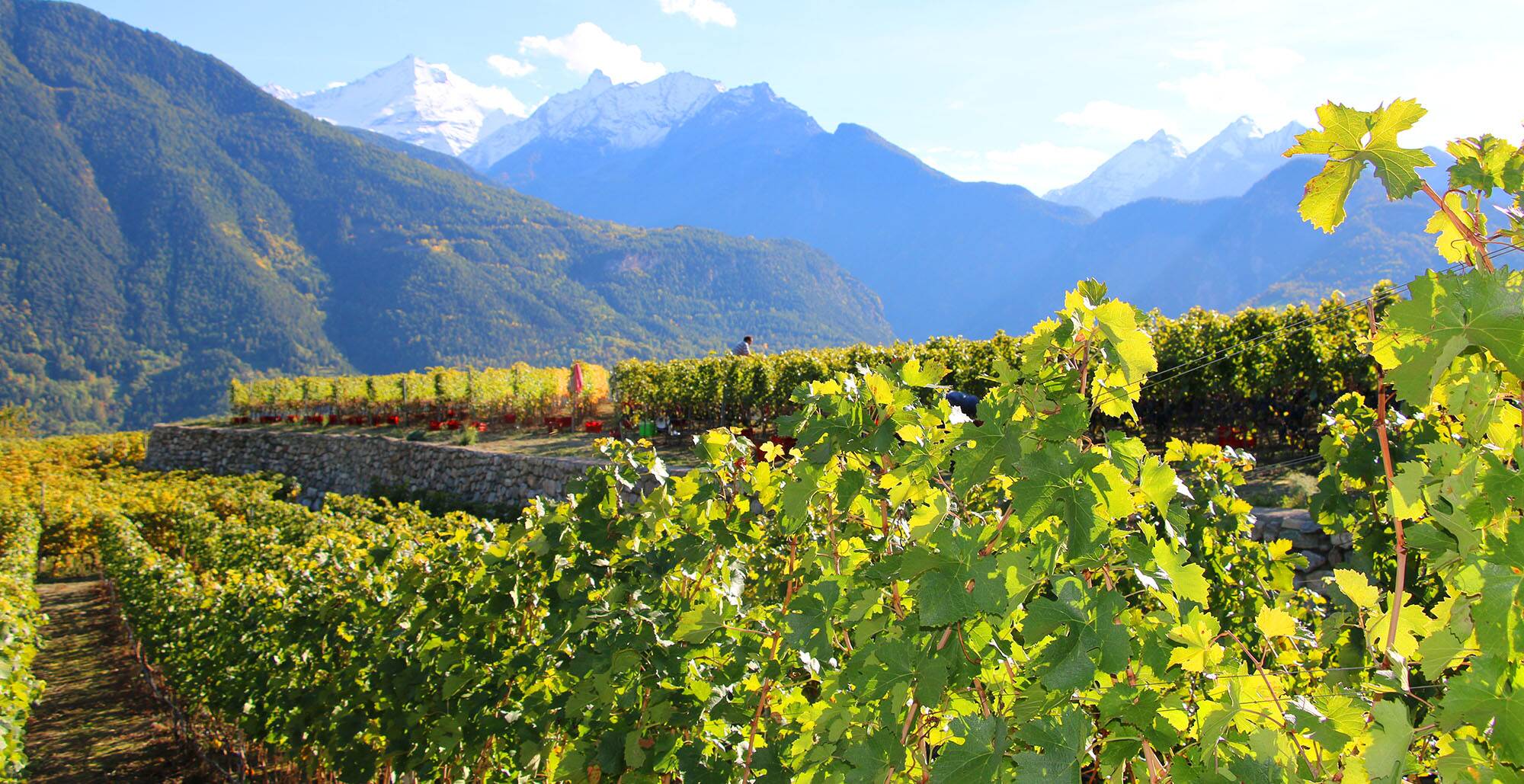La Soure - Tasting and Touring in Piedmont | Winetourism.com