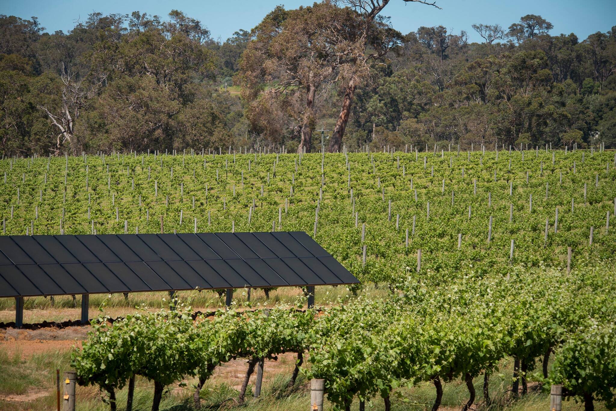 Peccavi Wines - Winery in Western Australia | Winetourism.com