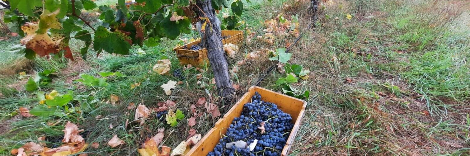 Peccavi Wines - Winery in Western Australia | Winetourism.com
