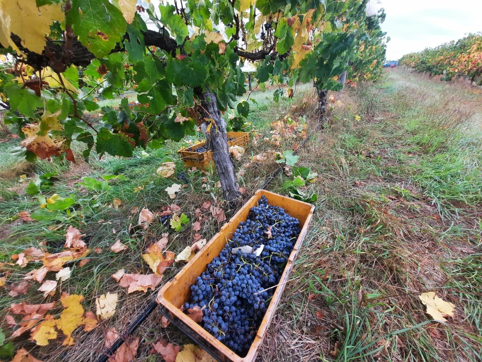 Peccavi Wines - Winery in Western Australia | Winetourism.com
