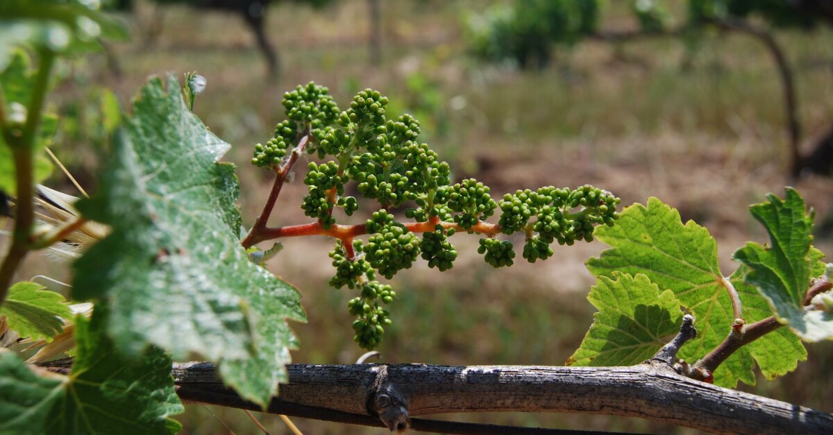 Wine & Dining Experience at Suriol Winery | Catalonia | Winetourism.com