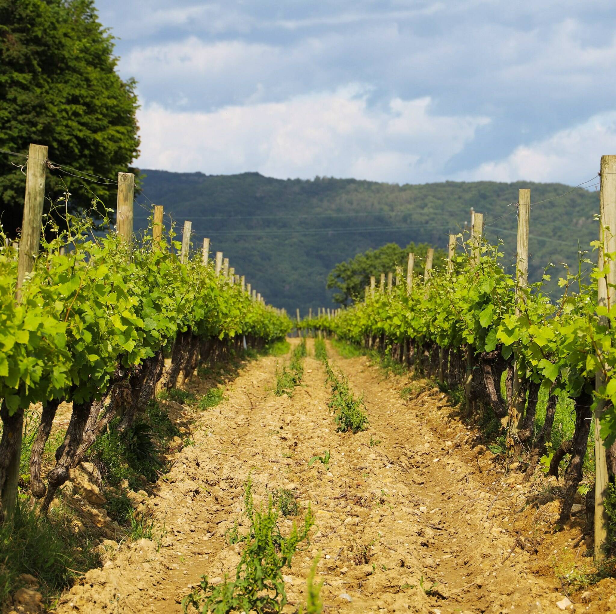 Volpe Pasini - Wine Tasting and Tour| Winetourism.com
