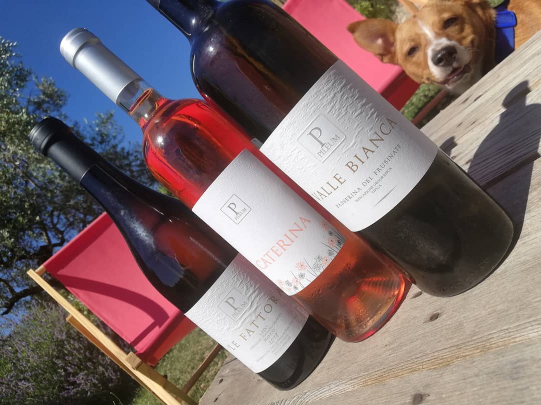 Pileum - Wine Lover’s Wine Tour in Lazio| Winetourism.com
