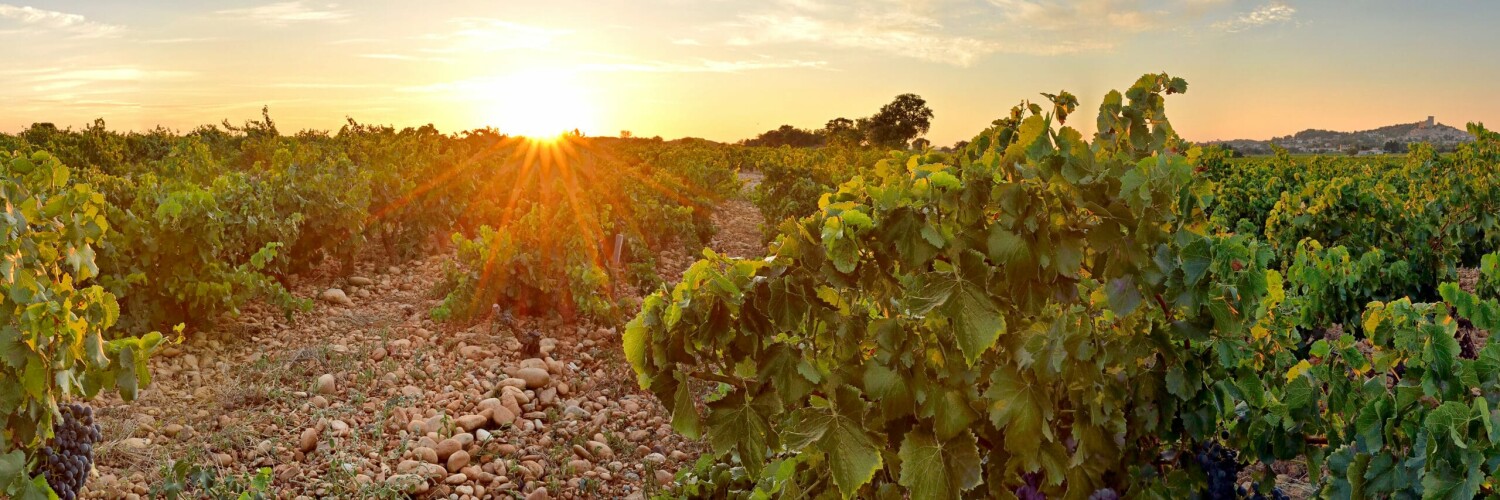 Musée Du Vin - Maison Brotte - Winery in Rhone Valley| Winetourism.com