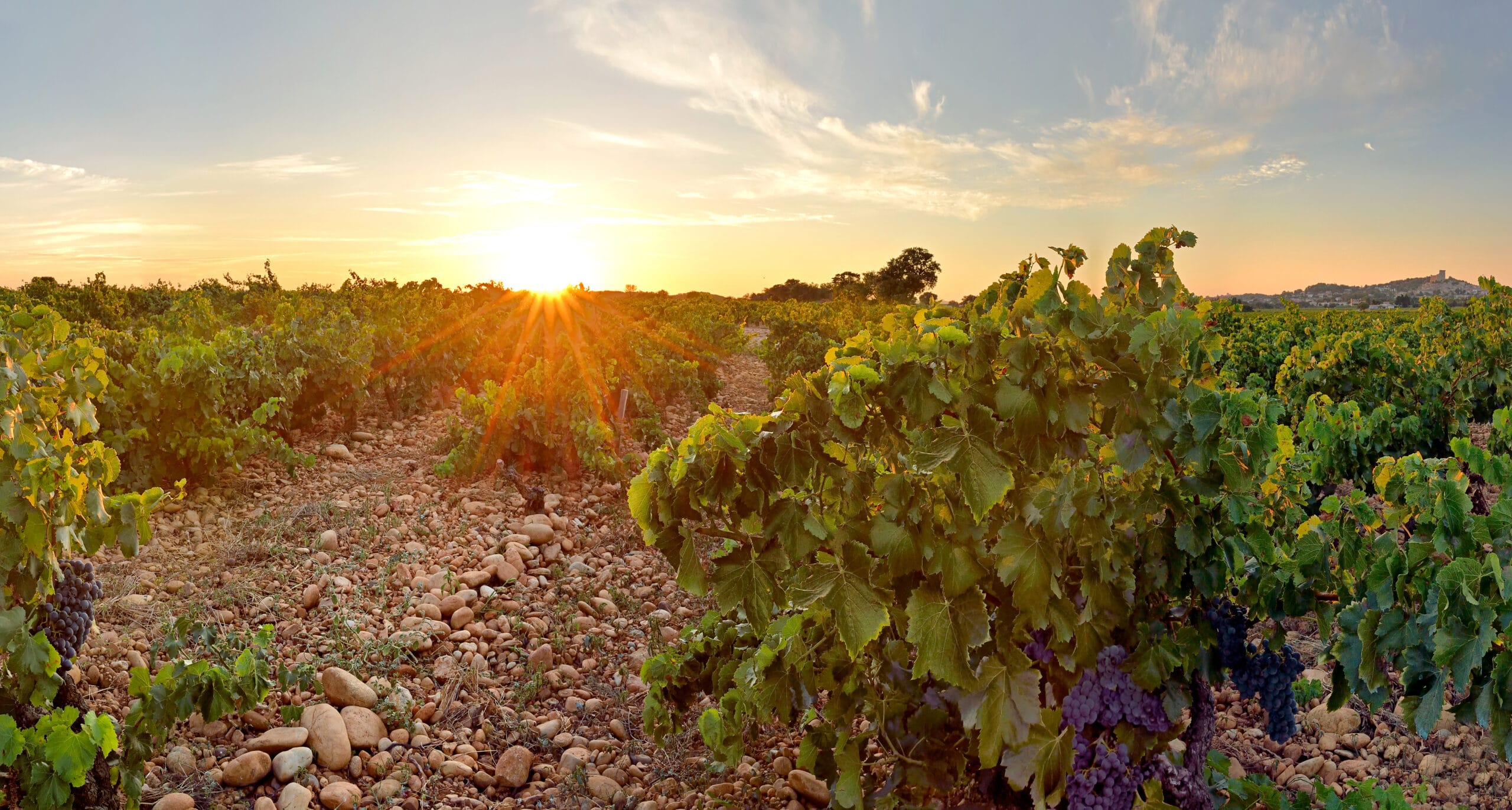 Musée Du Vin - Maison Brotte - Winery in Rhone Valley| Winetourism.com