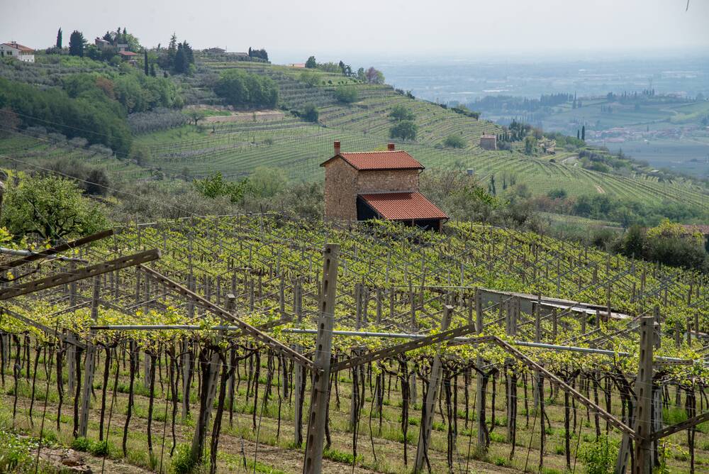 Interesting Facts about Valpolicella in Veneto region | Winetourism.com