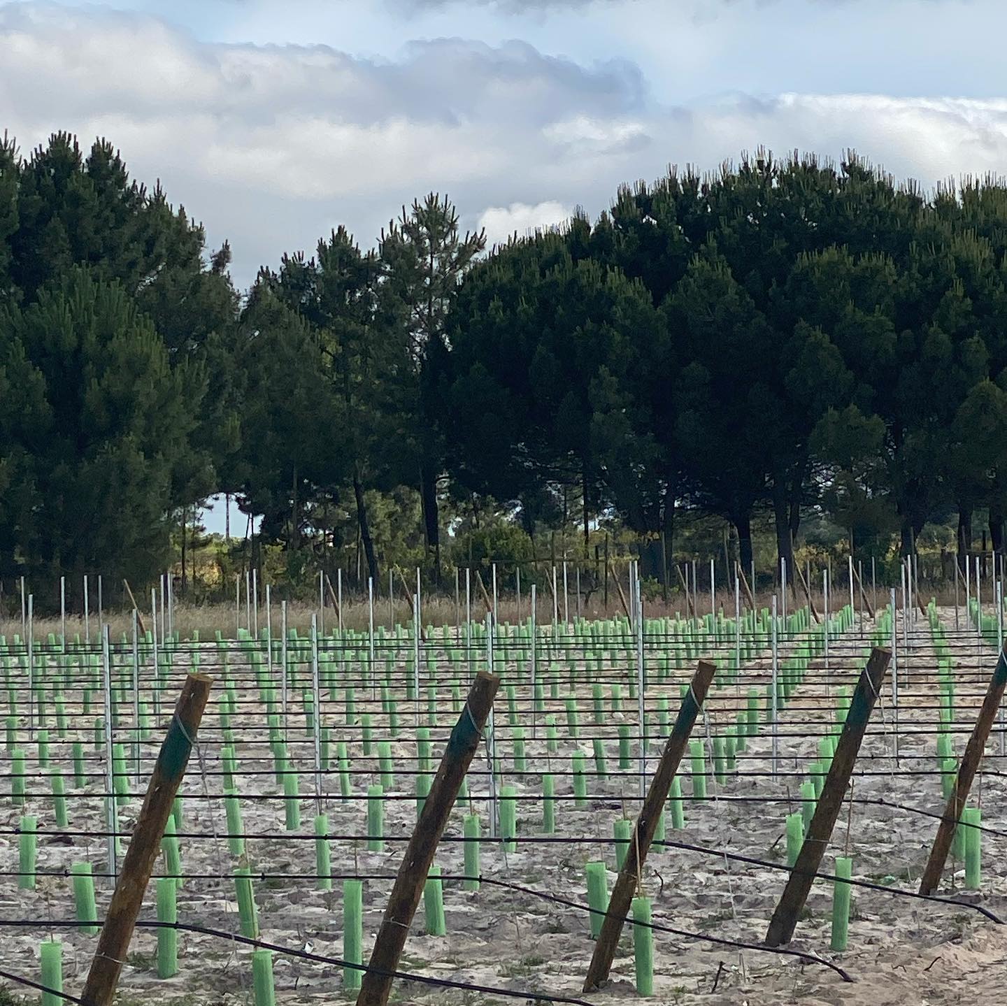 ASL Tomé - Wine tour and tasting at ASL Tomé in Douro| Winetourism.com