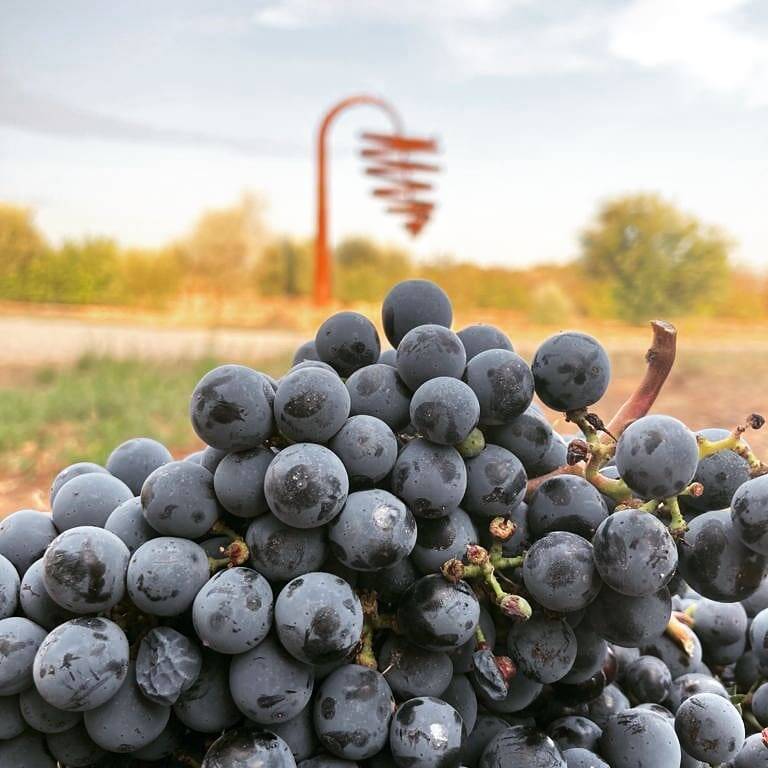 Bodegas Barón d'Alba - Popular Tasting and Tour in Castile and Leon ...