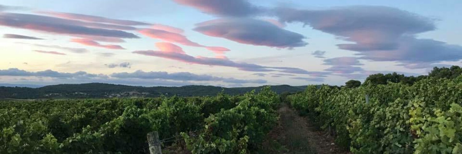 Neleman Organic Vineyards - Winery in Valencia | Winetourism.com