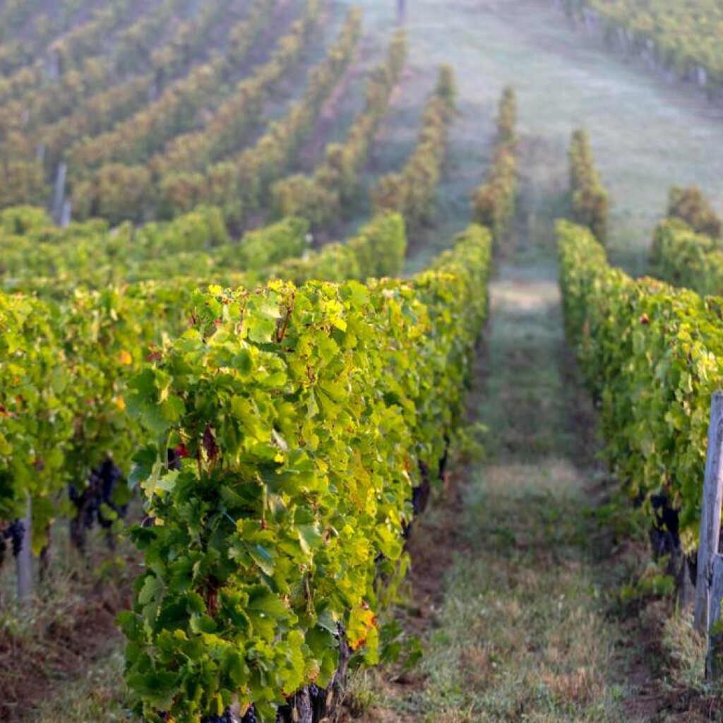 Saint-estèphe - Wine Region in Bordeaux, France | Winetourism.com