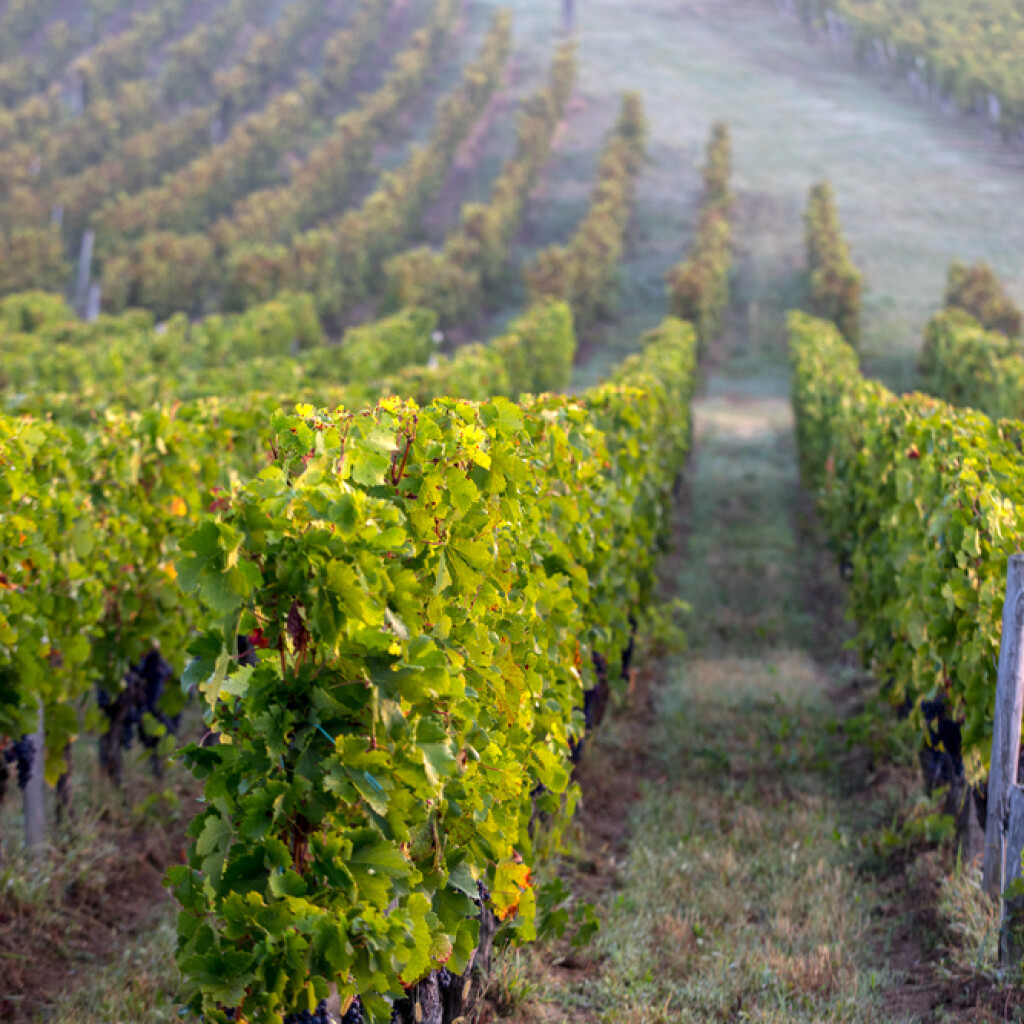 Libournais Wine Region 2026: Discover Wines & Terroir | WineTourism.com