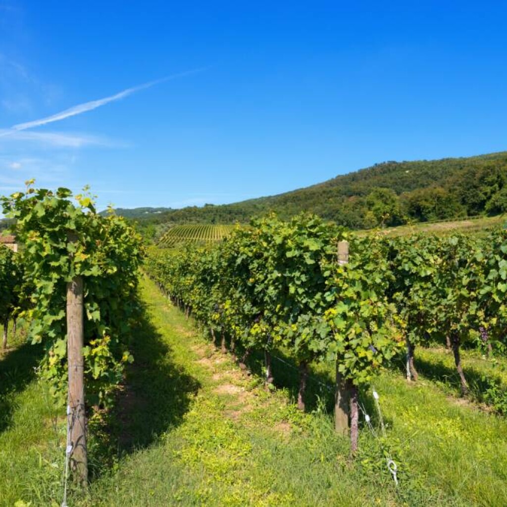 Valpolicella - Wine Region in Veneto, Italy | Winetourism.com