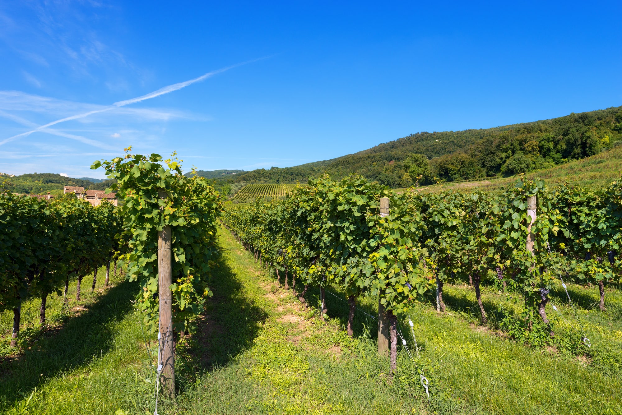 Your 2023 guide to Veneto wine region | Winetourism.com