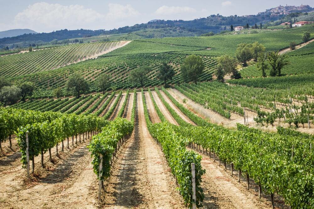 Interesting facts about Sangiovese | WineTourism.com