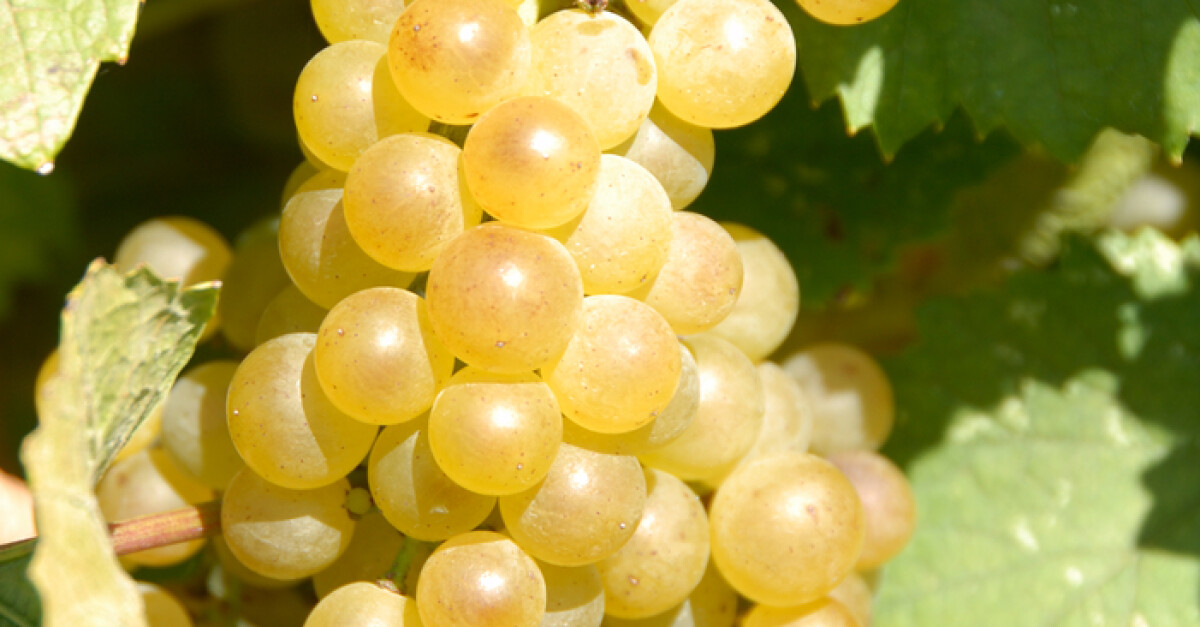 Interesting facts about Chardonnay | WineTourism.com