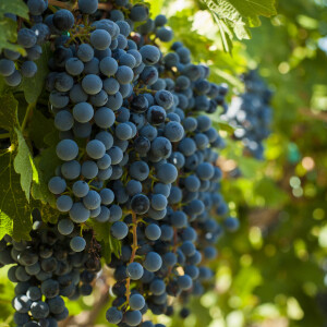 Interesting facts about Tempranillo | WineTourism.com
